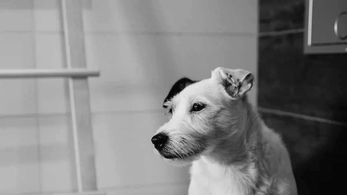 What Does CPV Do to Dogs? | Canine Parvovirus Effects & Rapid Testing ...