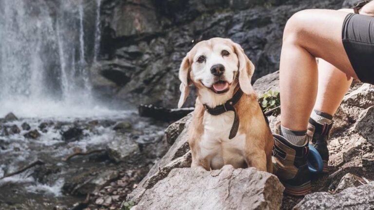 How Do They Test If a Dog Has Rabies? - Animal diagnostic instruments ...