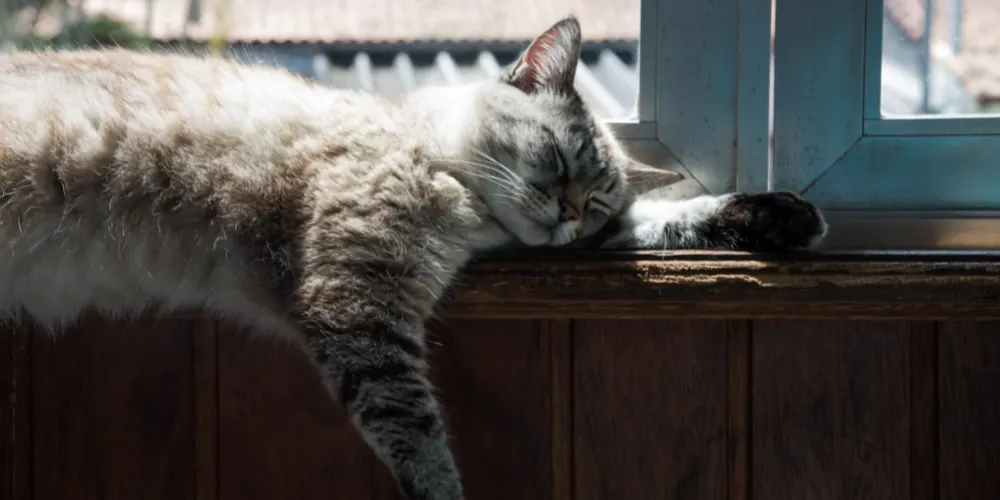 How to Find Out Your Cat's Blood Type | Sabervet Rapid Test Guide